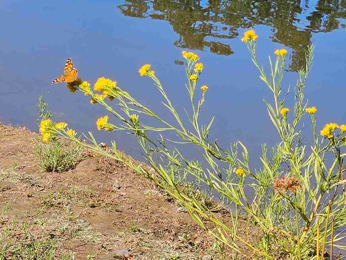 Hagan Park to Rossmoor, ARP – Sacramento Valley CNPS